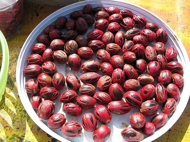muskatrieksts (nutmeg) - Spoki