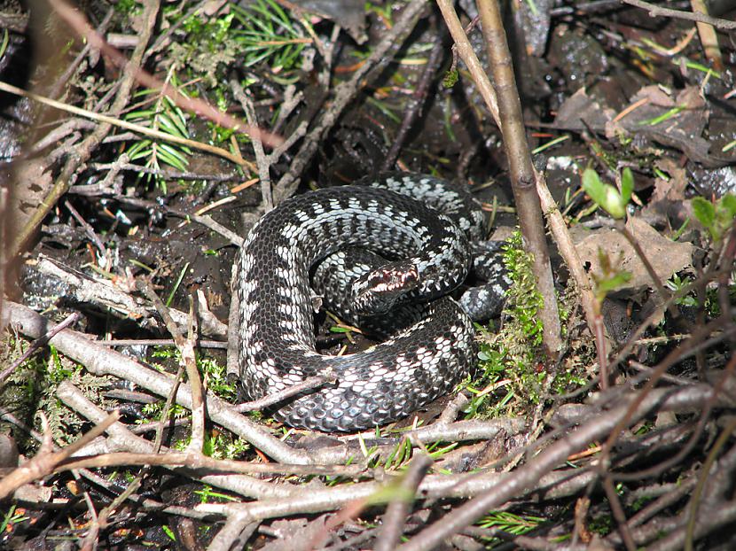 Neuzkāpiet odzei uz galvas! - Spoki