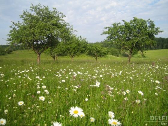 Vasaras bildes! - Spoki