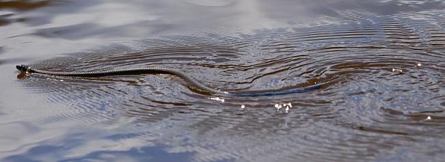 Mums savvaļā dzīvo tikai divas čūskas - odze un zalktis - Spoki