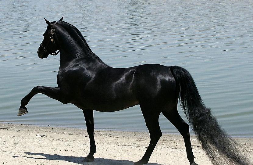 Bilžu galerija. Zirgi. Dažādi: Lieli un mazi. - Spoki