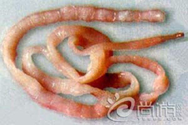 trihadela jeb lentenis - Spoki