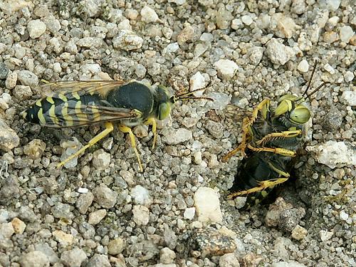 Kukaiņi- gādīgi vecāki? Fakts! - Spoki