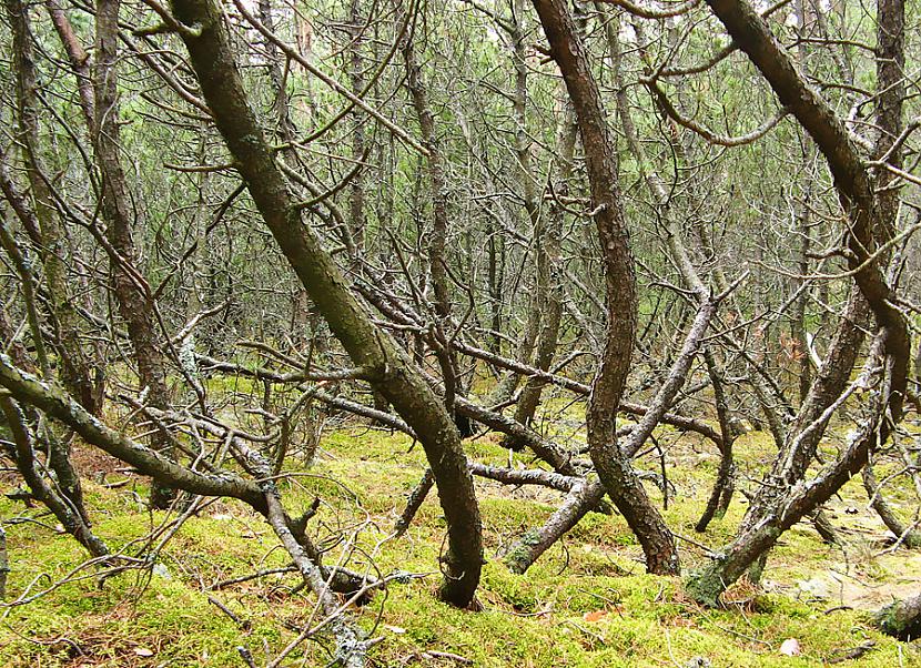 Tulkojumi: Liepāja - Rīga - Spoki - bildes 2