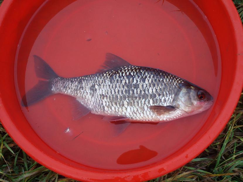 Sievišķīgā Rauda - Spoki