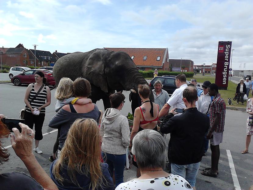 Pa pilsētas ielām pastaigājas zilonis! - Spoki