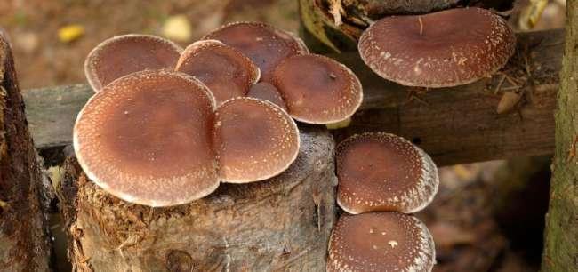 Šitaki sēņu mērce - Spoki