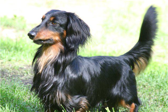 Suņu bildes! - Spoki