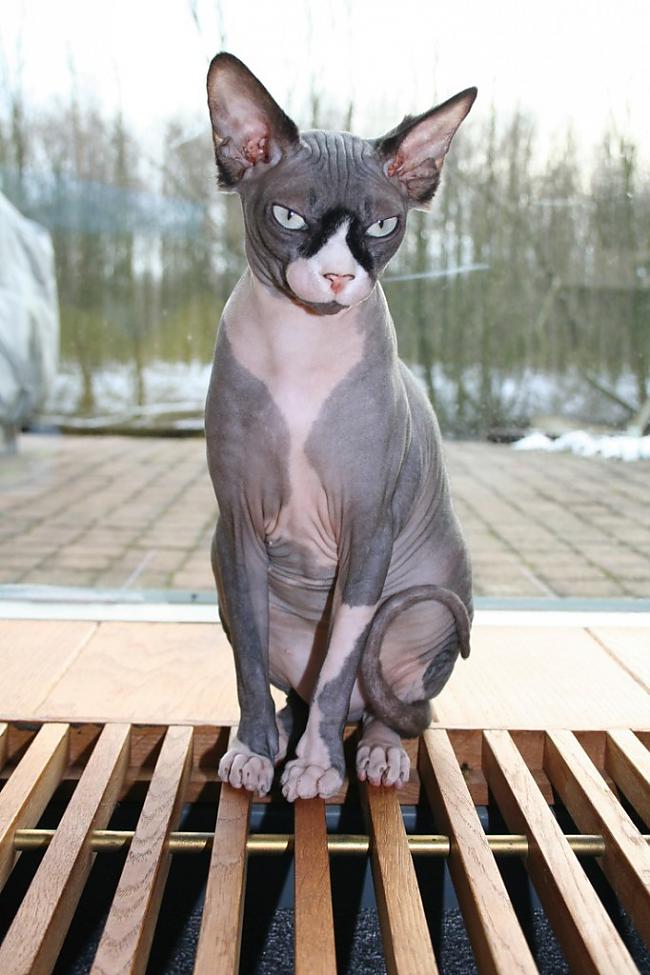 Dažādie kaķīši.*Kaķu šķirnes* - Spoki