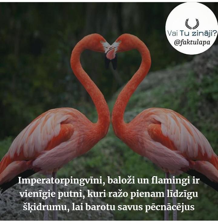 Vai Tu zināji? 13. daļa - Spoki